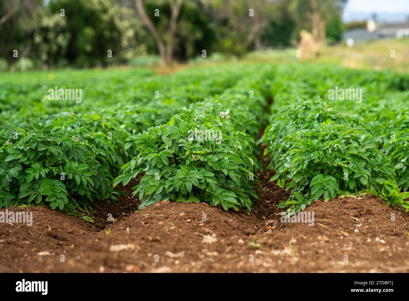 field of a potato crop growing green healthy plants on an agricultural ...
