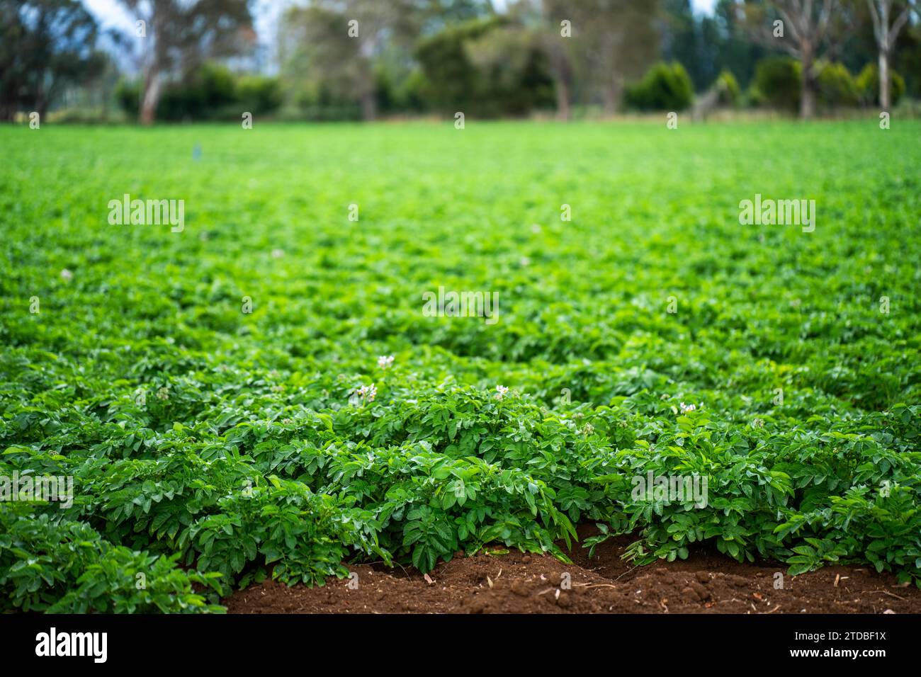 field of a potato crop growing green healthy plants on an agricultural ...