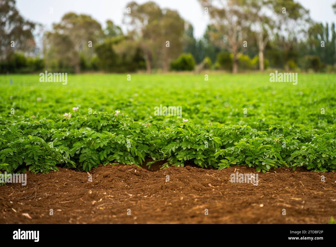 field of a potato crop growing green healthy plants on an agricultural ...