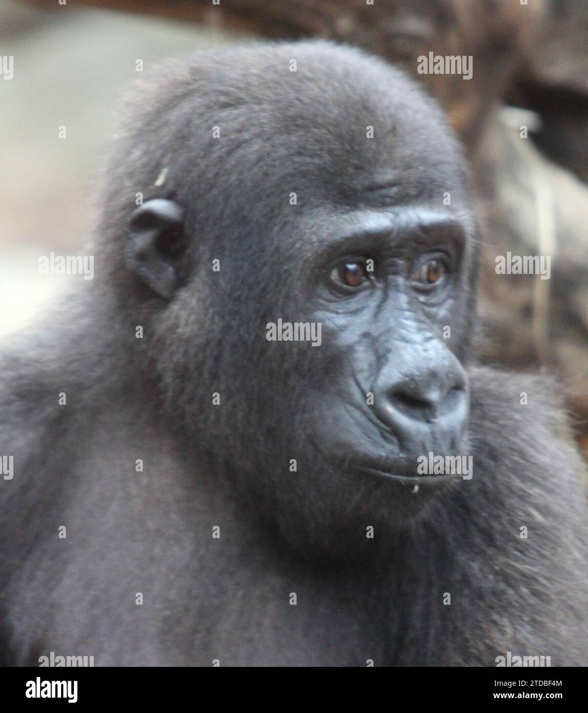 Gorillas are ground-dwelling, predominantly herbivorous apes that ...