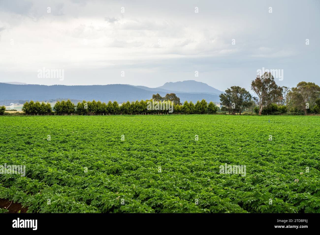 field of a potato crop growing green healthy plants on an agricultural ...
