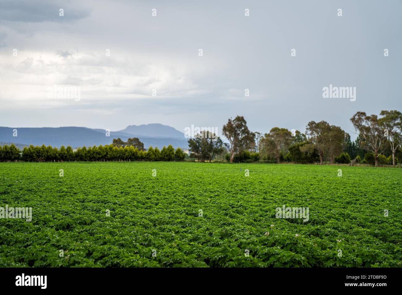 field of a potato crop growing green healthy plants on an agricultural ...