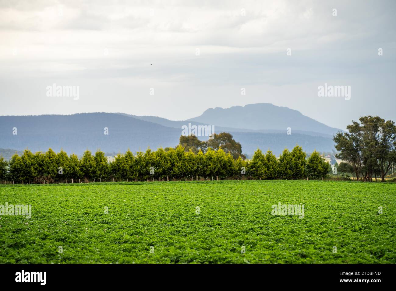 field of a potato crop growing green healthy plants on an agricultural ...