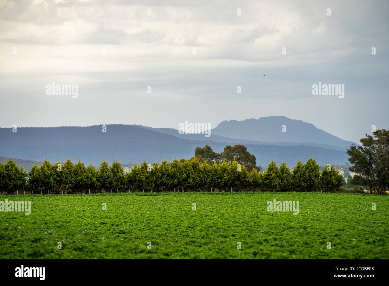 field of a potato crop growing green healthy plants on an agricultural ...