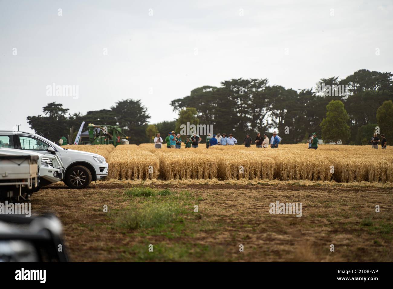 group of growers in a field at a field day learning about wheat crops ...
