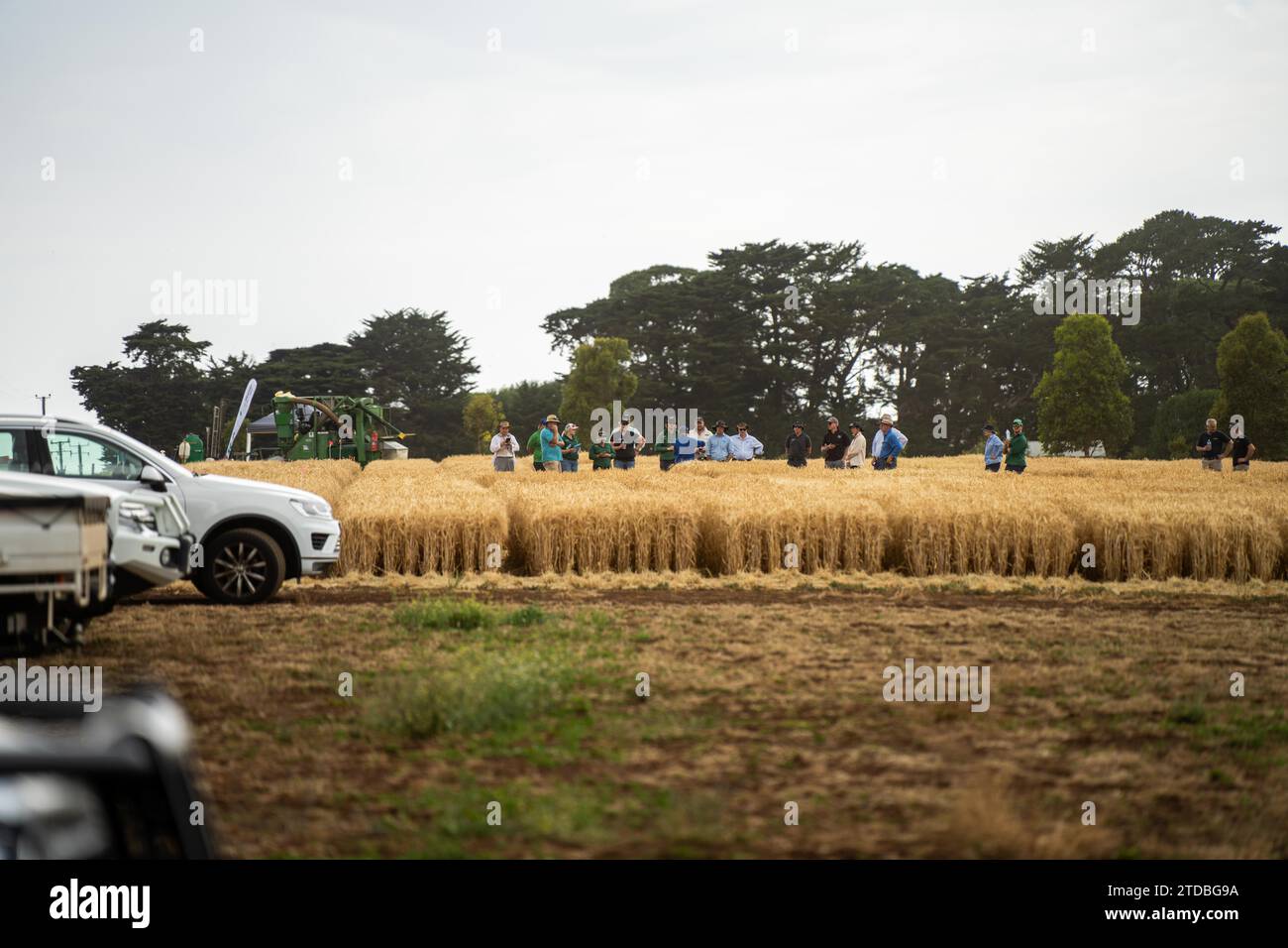 group of farmers in a field learning about wheat and barley crops from ...