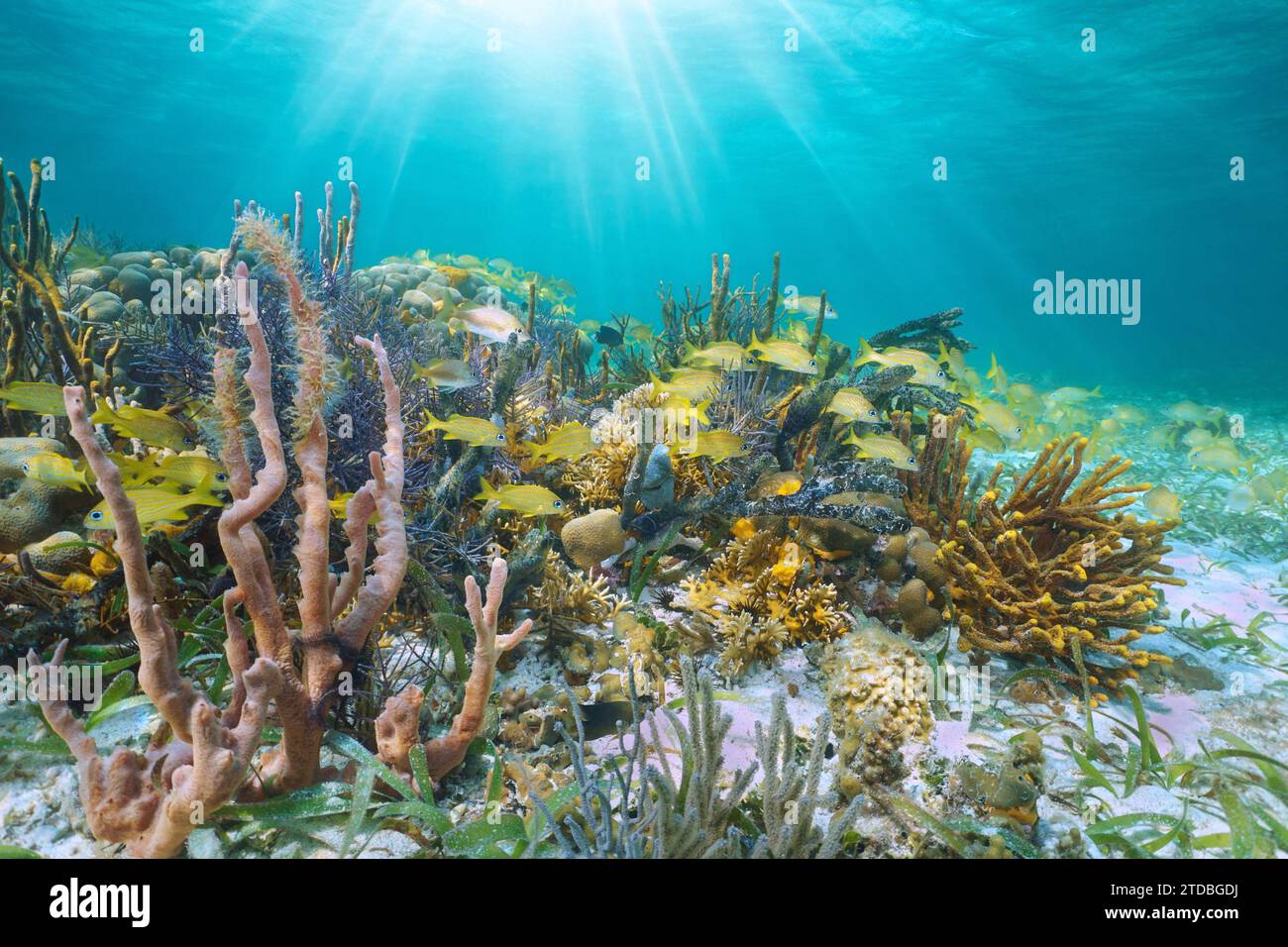 Caribbean sea coral reef with sunlight underwater seascape, natural ...