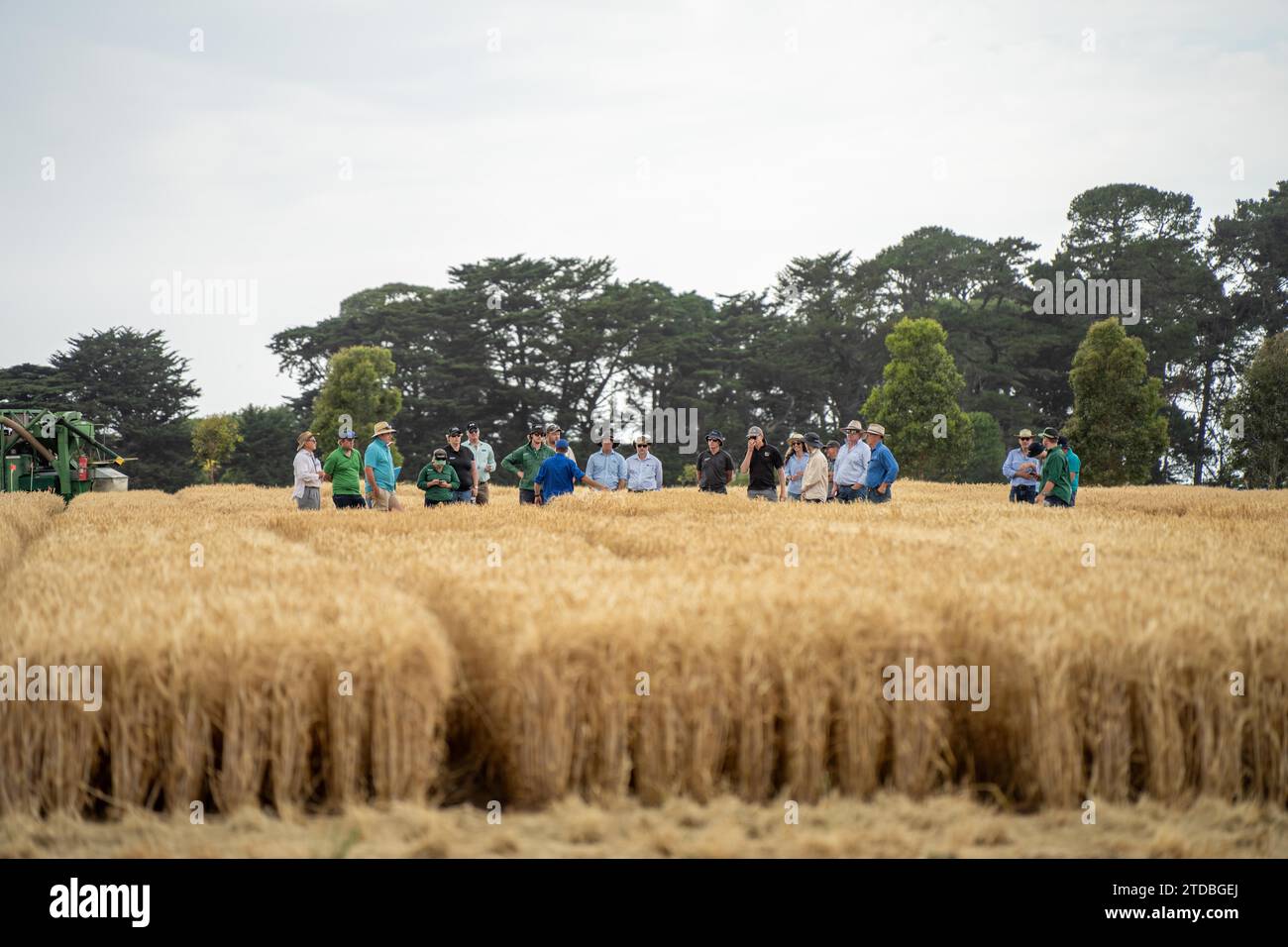 group of farmers doing a crop walk learning about crop health and ...