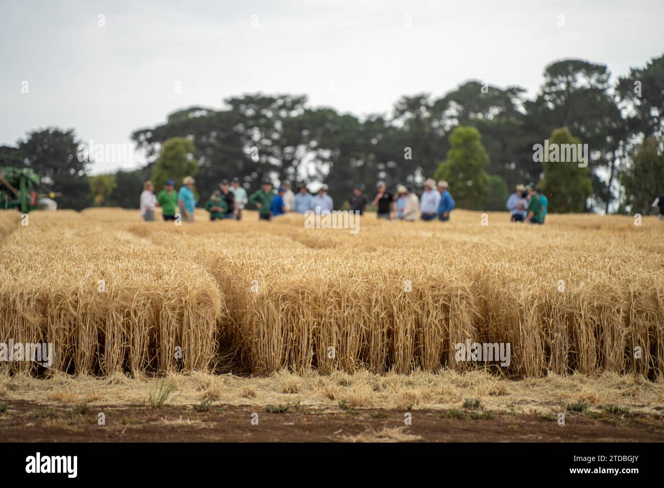 Farming group of farmers learning about crop health and farmers mental ...