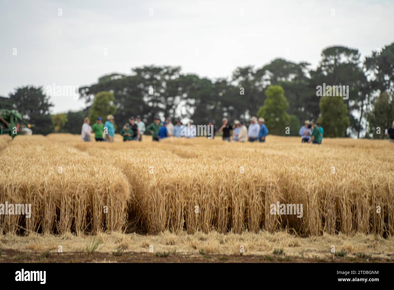 Australian agriculture science hi-res stock photography and images - Alamy