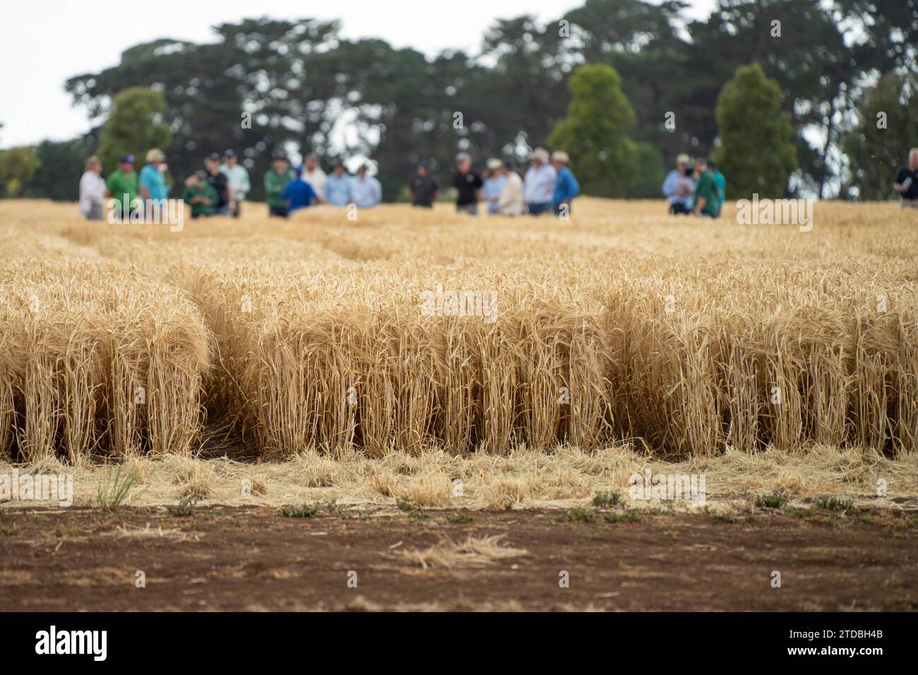 group of farmers doing a crop walk learning about crop health and ...