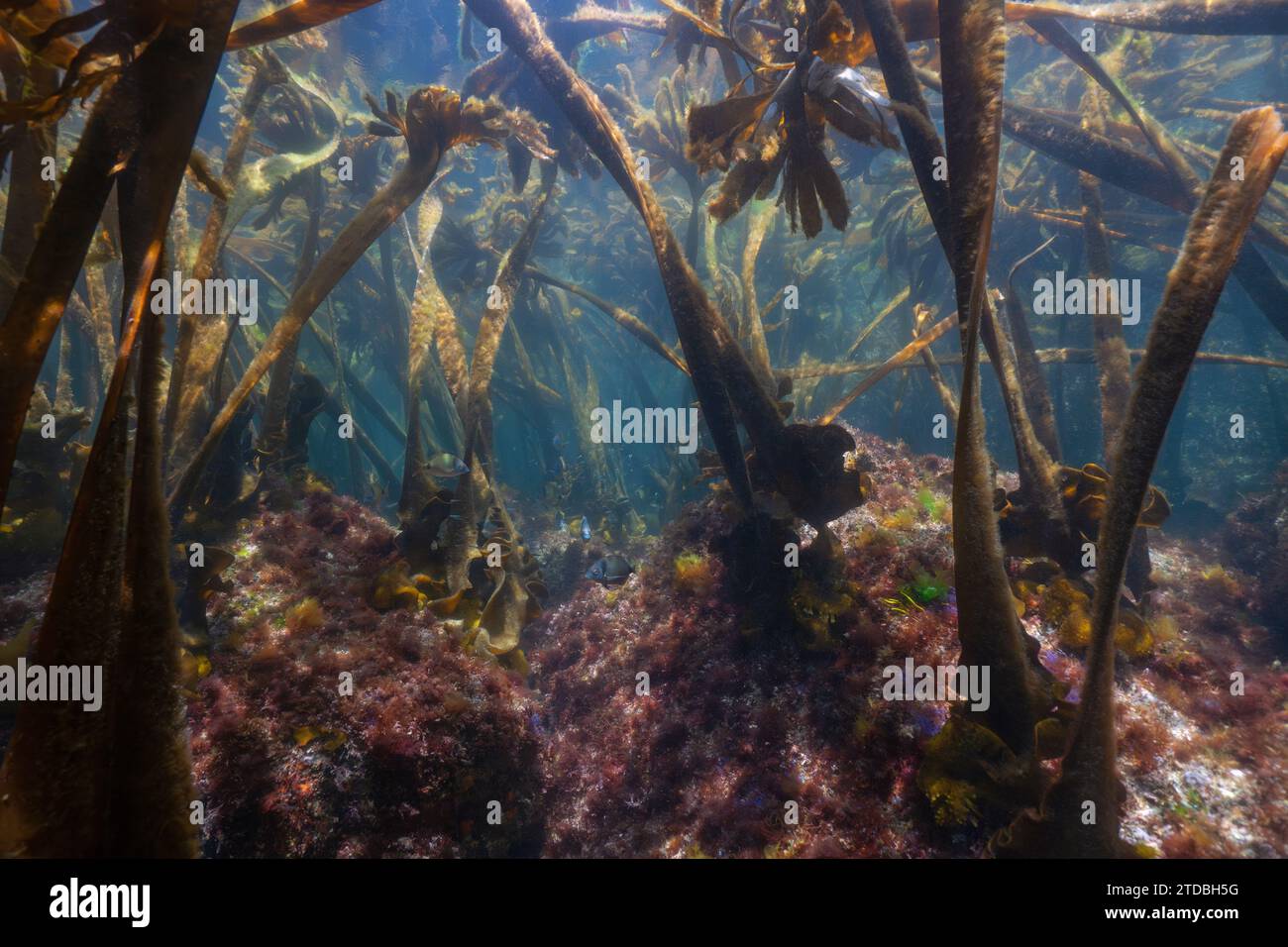 Underwater seascape in the kelp forest of the Eastern Atlantic ocean ...