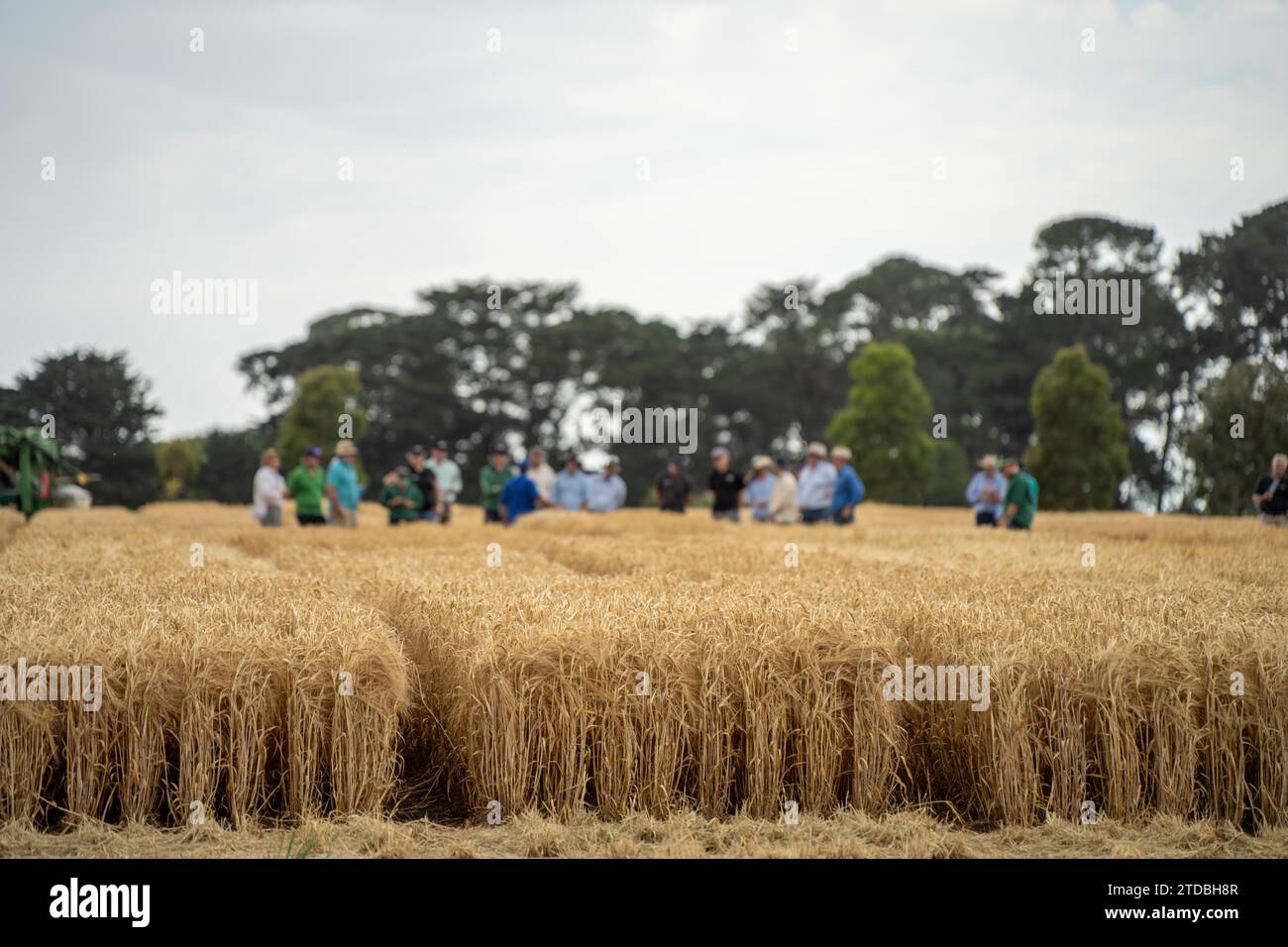 farmer in a cropping field. farming in a cropping field growing grain ...