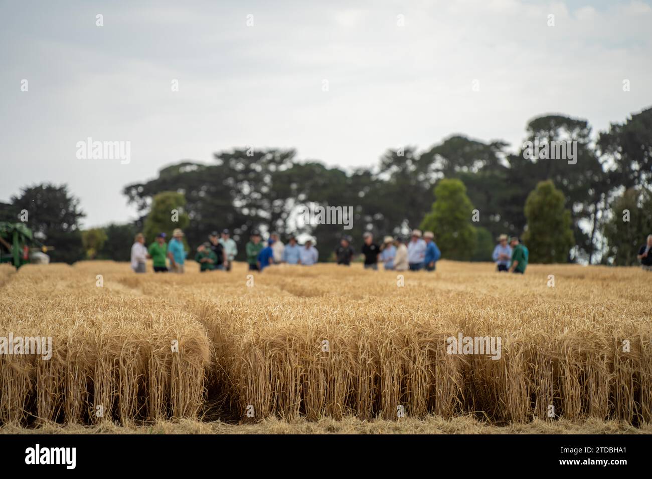 agricultural field day with a group of farmer growing wheat and barley ...