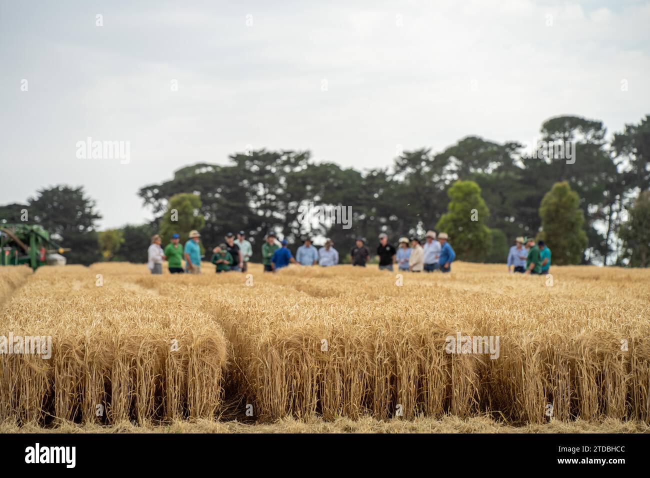 agricultural students in a field learning about crop farming Stock ...