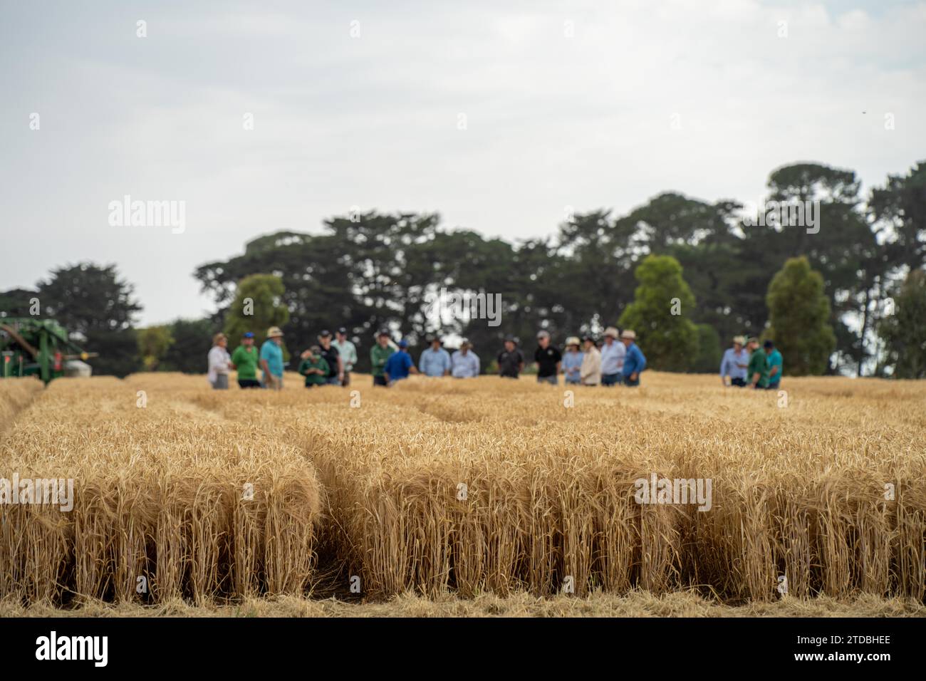 group of growers in a field at a field day learning about wheat crops ...