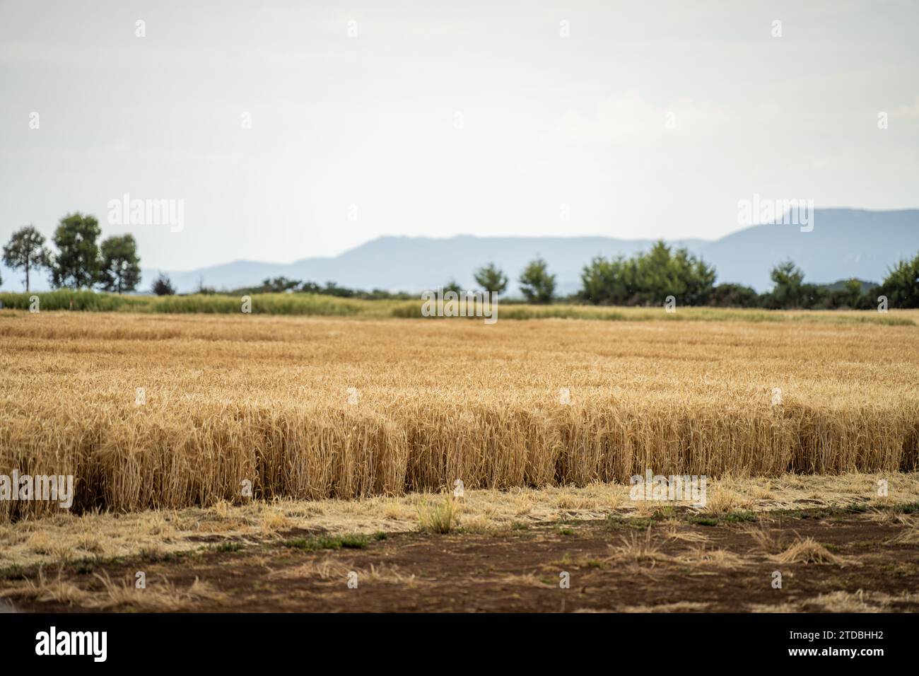 wheat grain crop in a field in a farm growing in rows. growing a crop ...