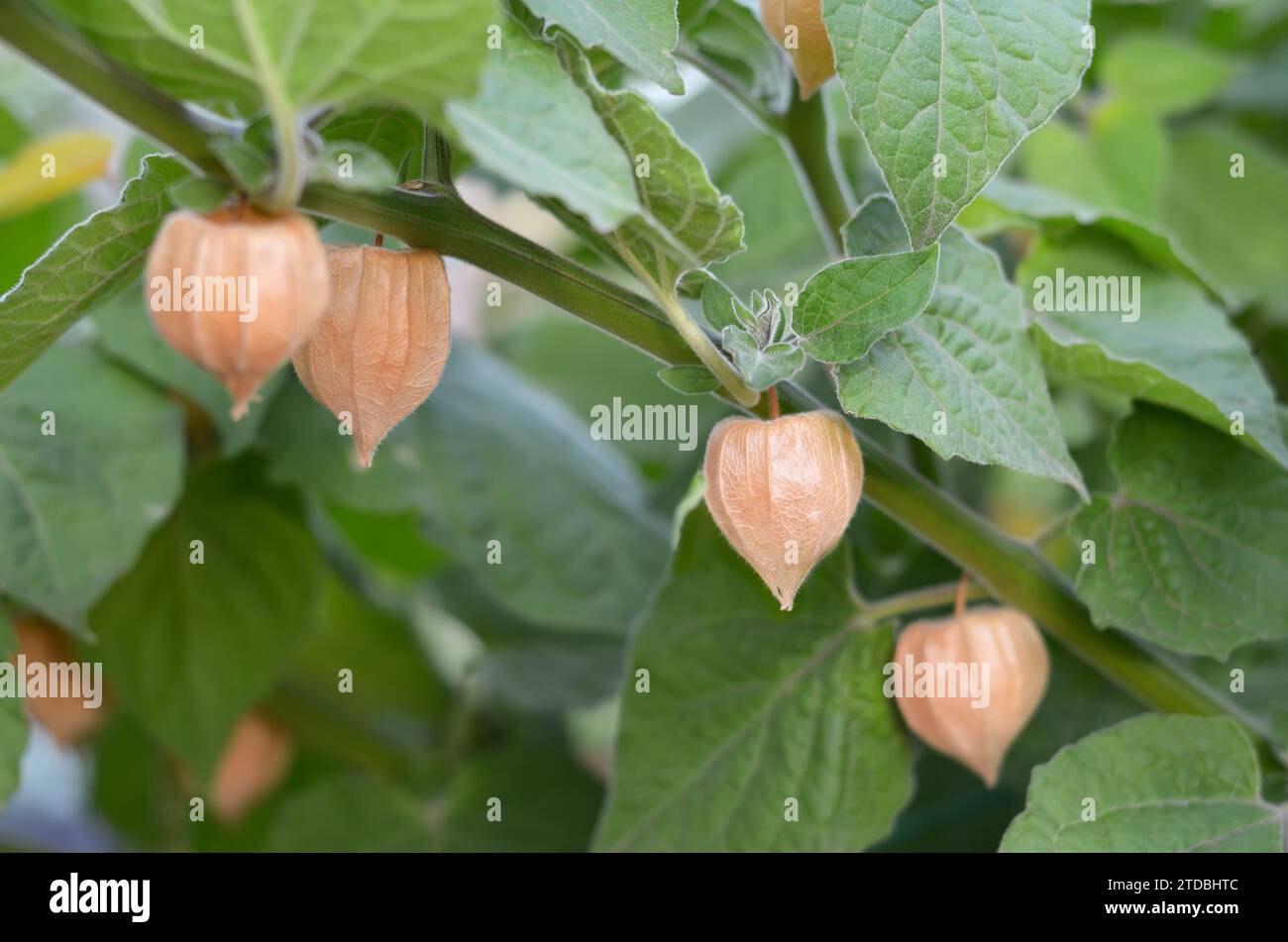 Calyx leaves hi-res stock photography and images - Alamy