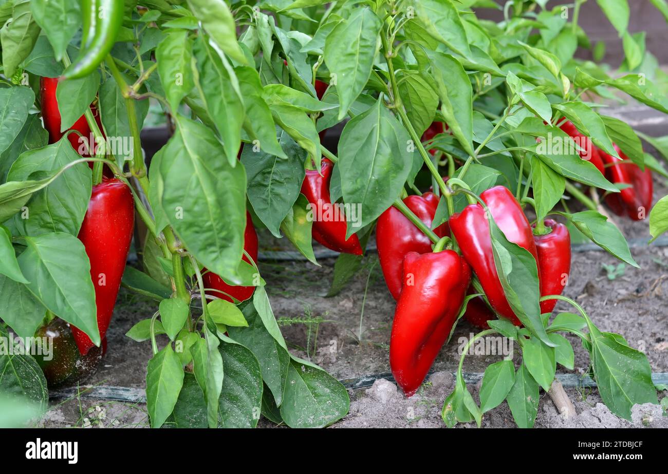 Growing red sweet peppers in open ground. Organic farming concept Stock ...
