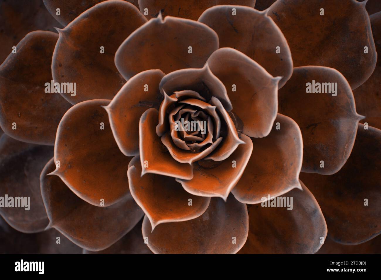 Close up of peach fuzz cactus. Cactus leaves. Peach fuzz background ...