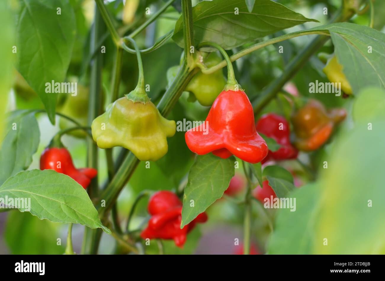 Hot red pepper belonging to the species Capsicum baccatum, whose fruits ...