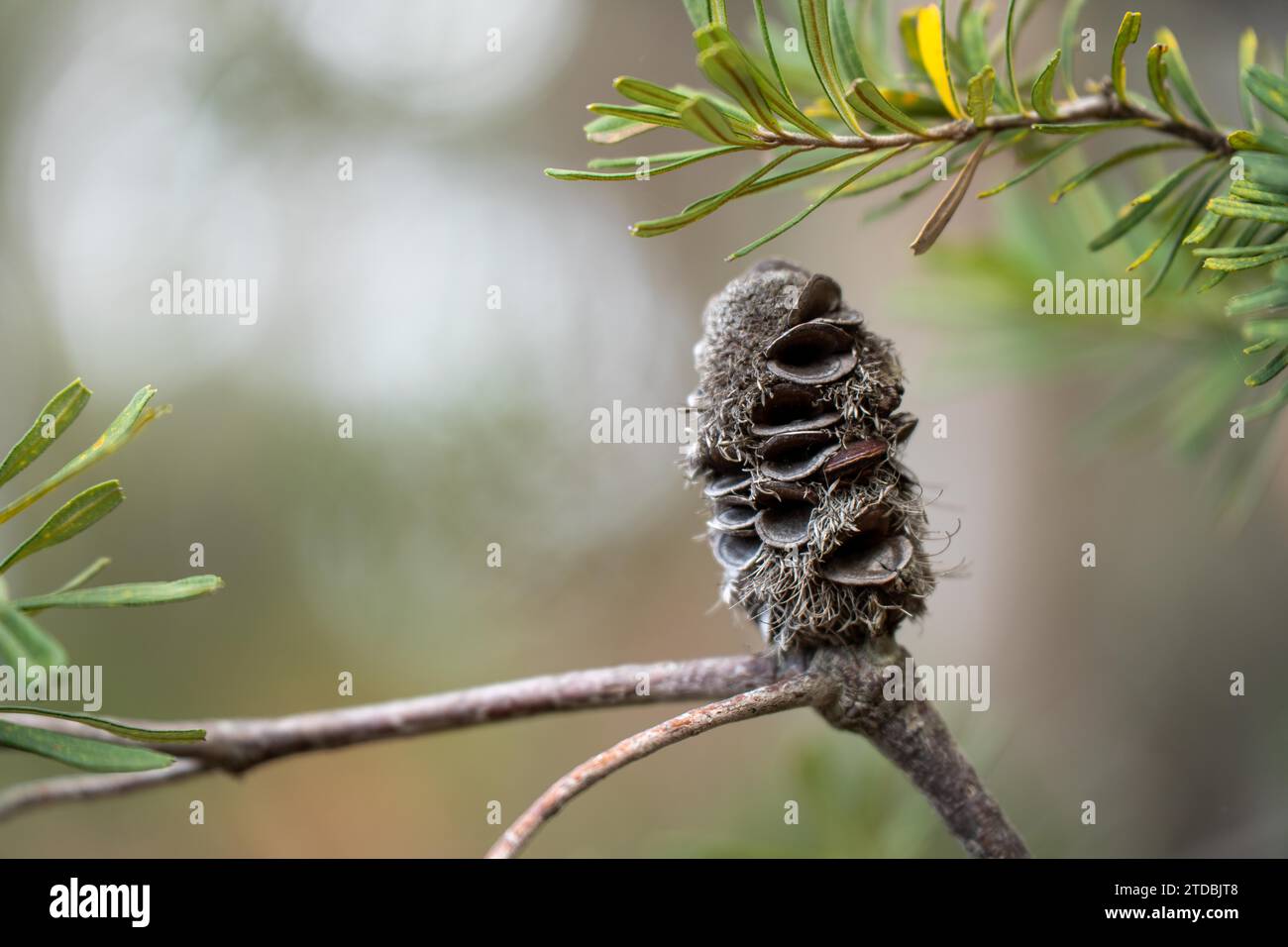bright native yellow banksia flower in spring in a national park in ...