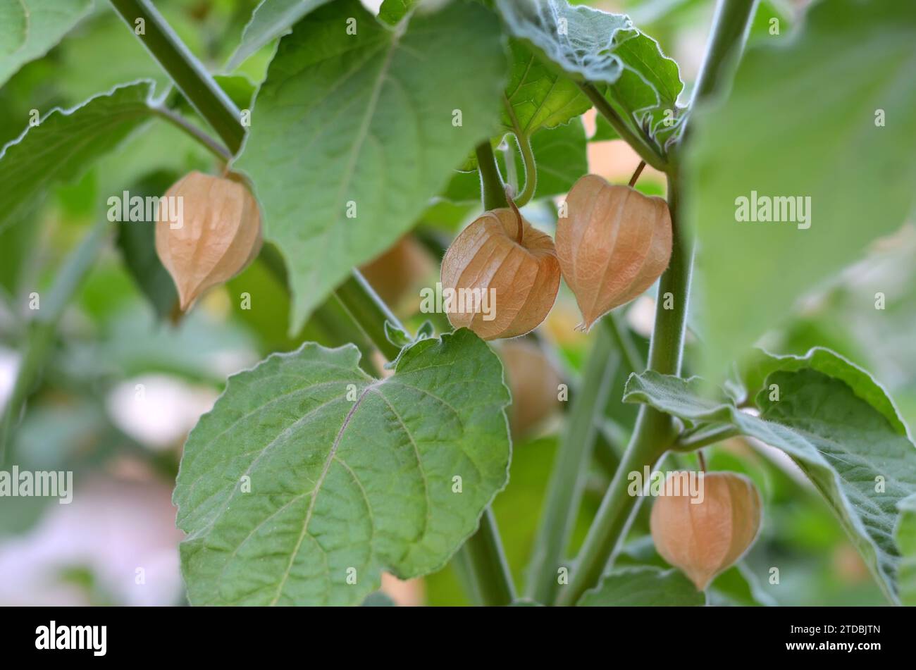 Physalis plant with ripe fruits in dry calyxes on a branch among green ...