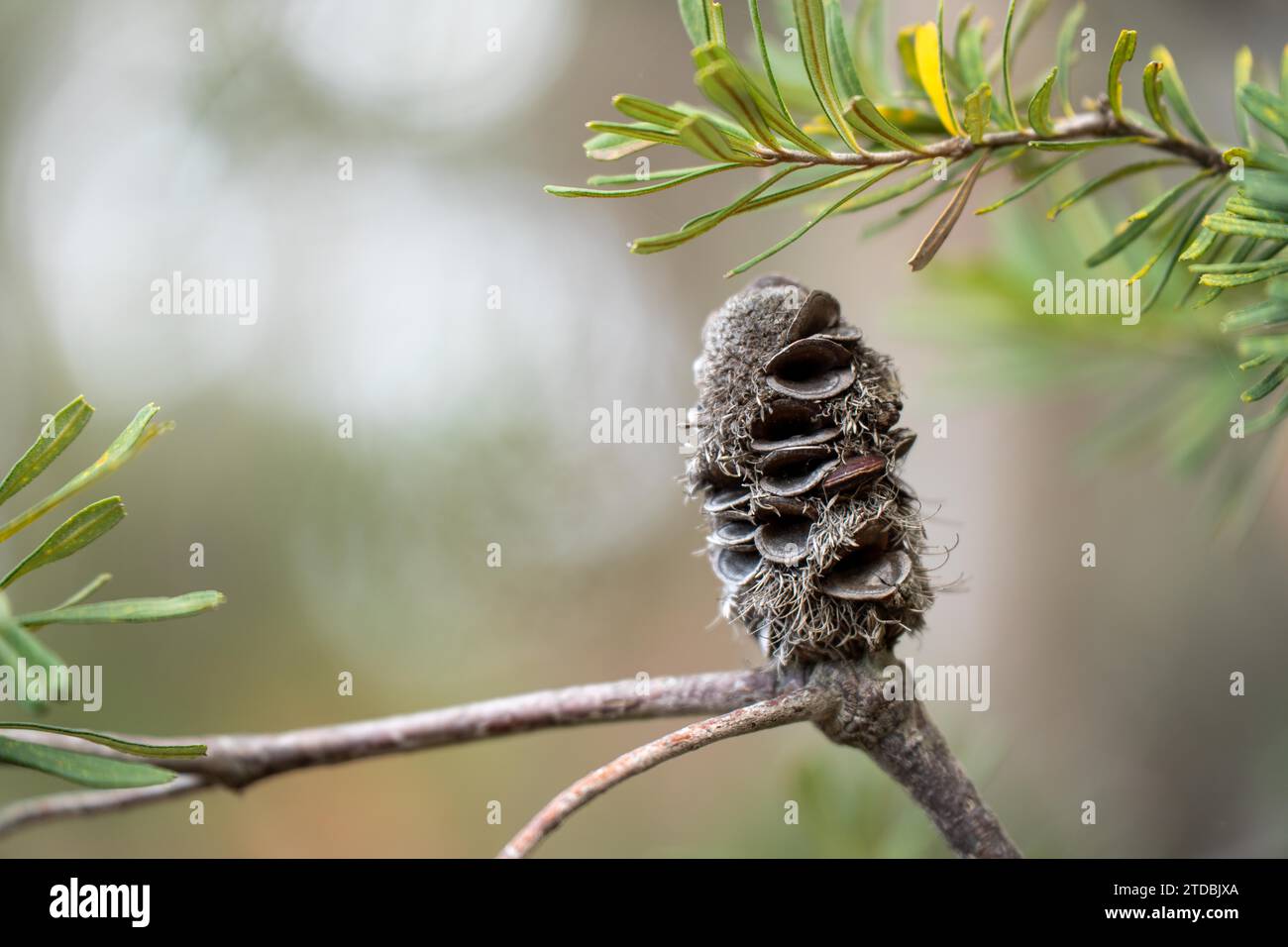 bright native yellow banksia flower in spring in a national park in ...