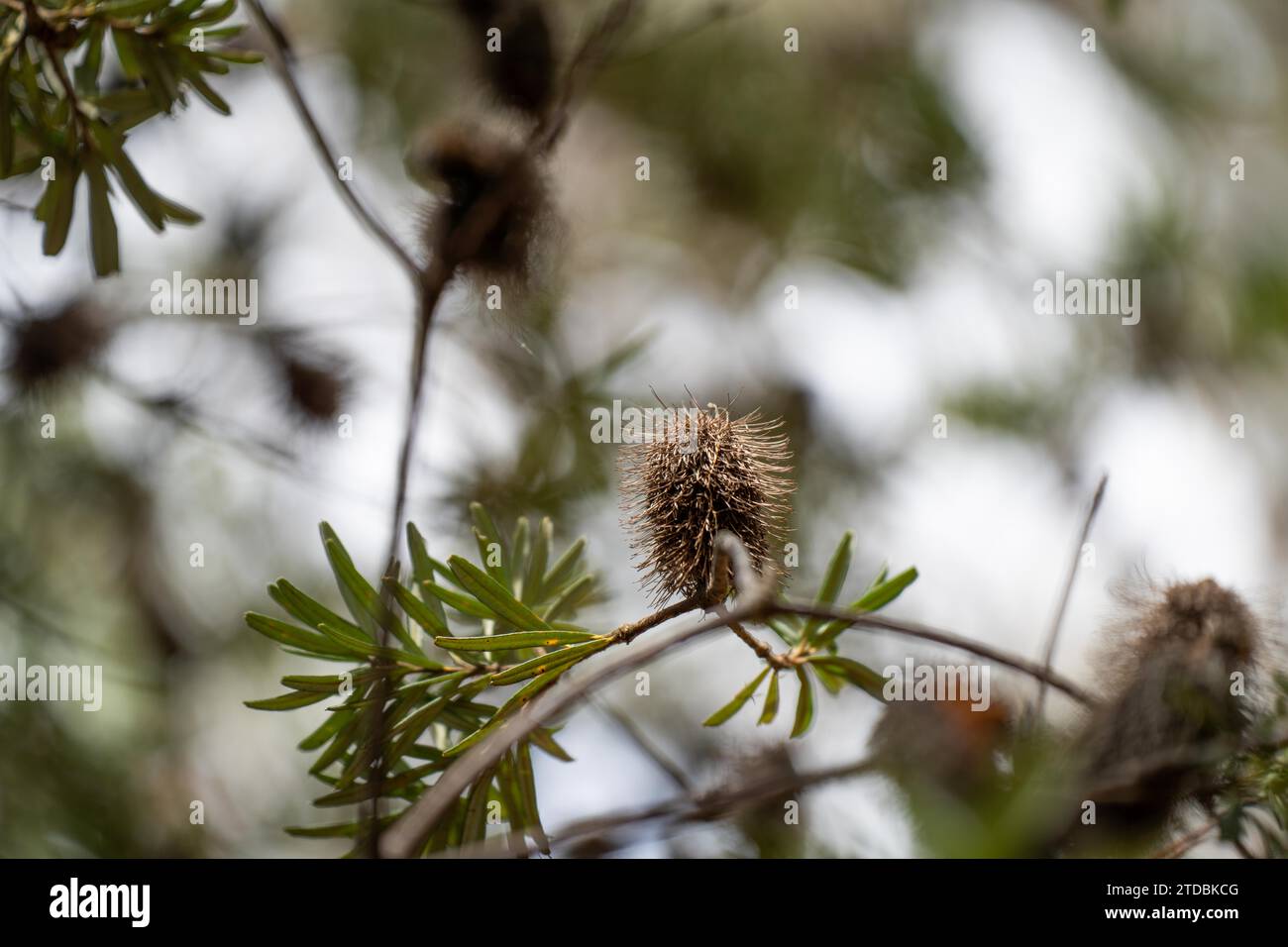 bright native yellow banksia flower in spring in a national park in ...