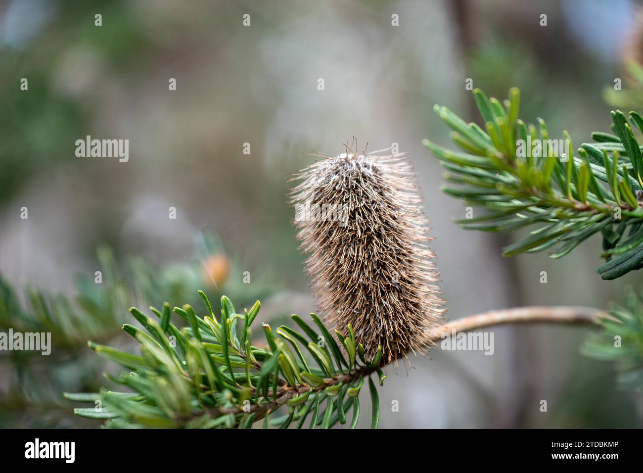bright native yellow banksia flower in spring in a national park in ...