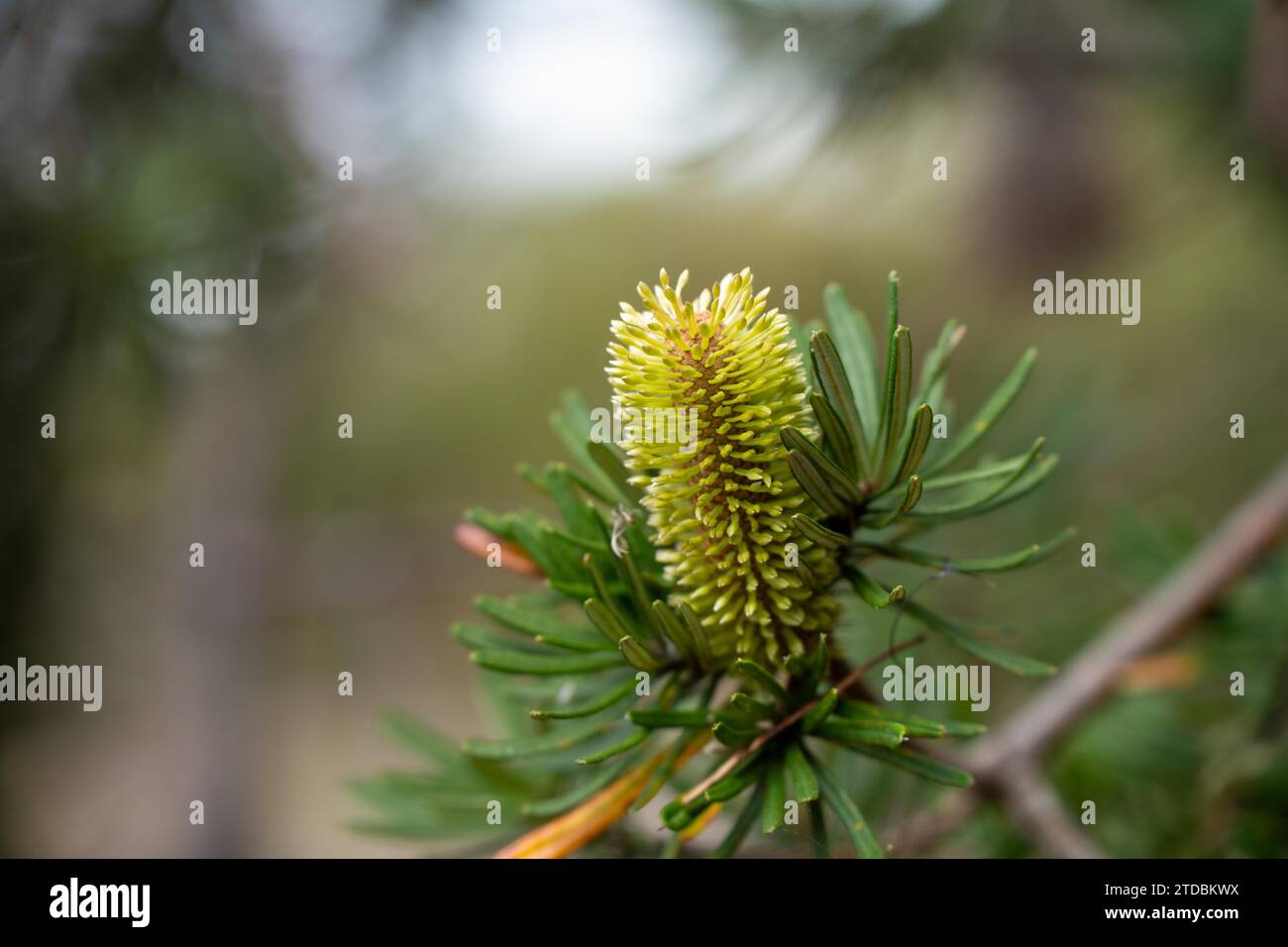 bright native yellow banksia flower in spring in a national park in ...