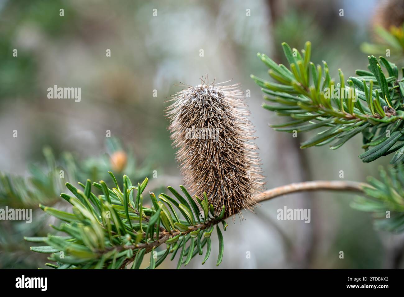bright native yellow banksia flower in spring in a national park in ...
