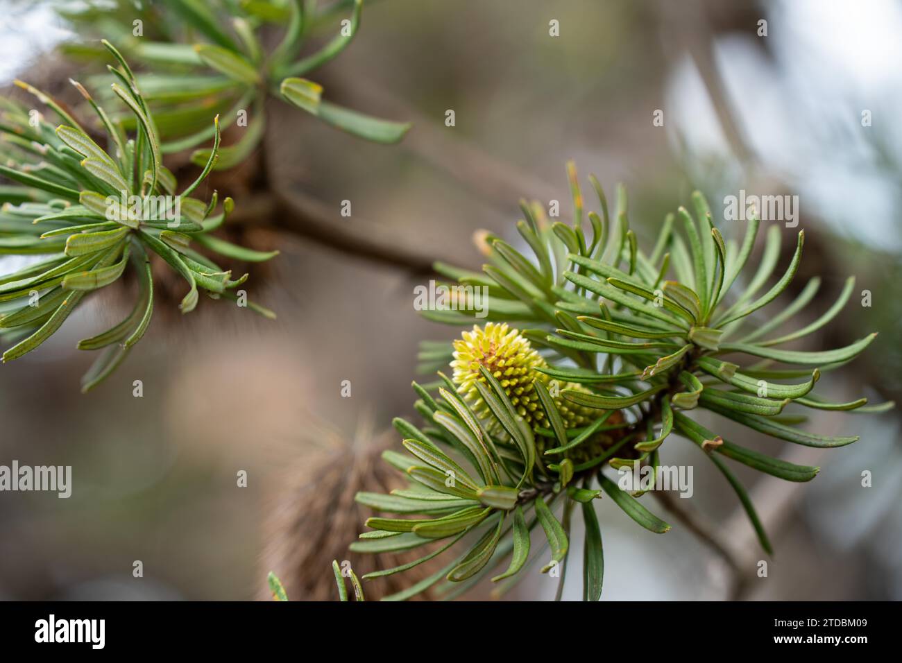 bright native yellow banksia flower in spring in a national park in ...