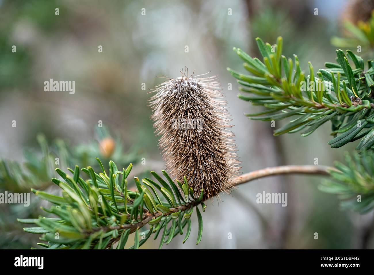 bright native yellow banksia flower in spring in a national park in ...