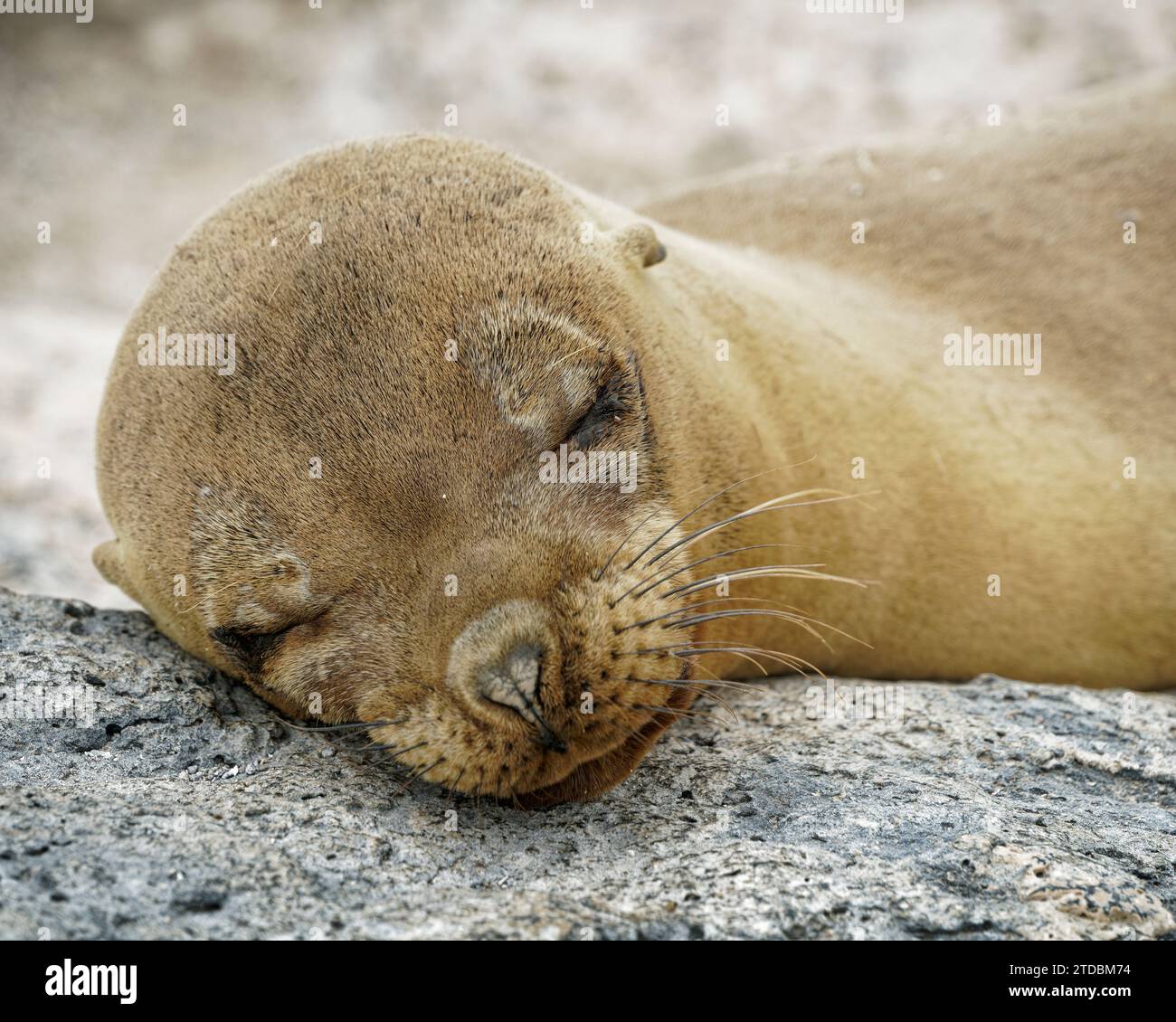 Galapagos sea lion, part of the eared seal family, having external ear ...