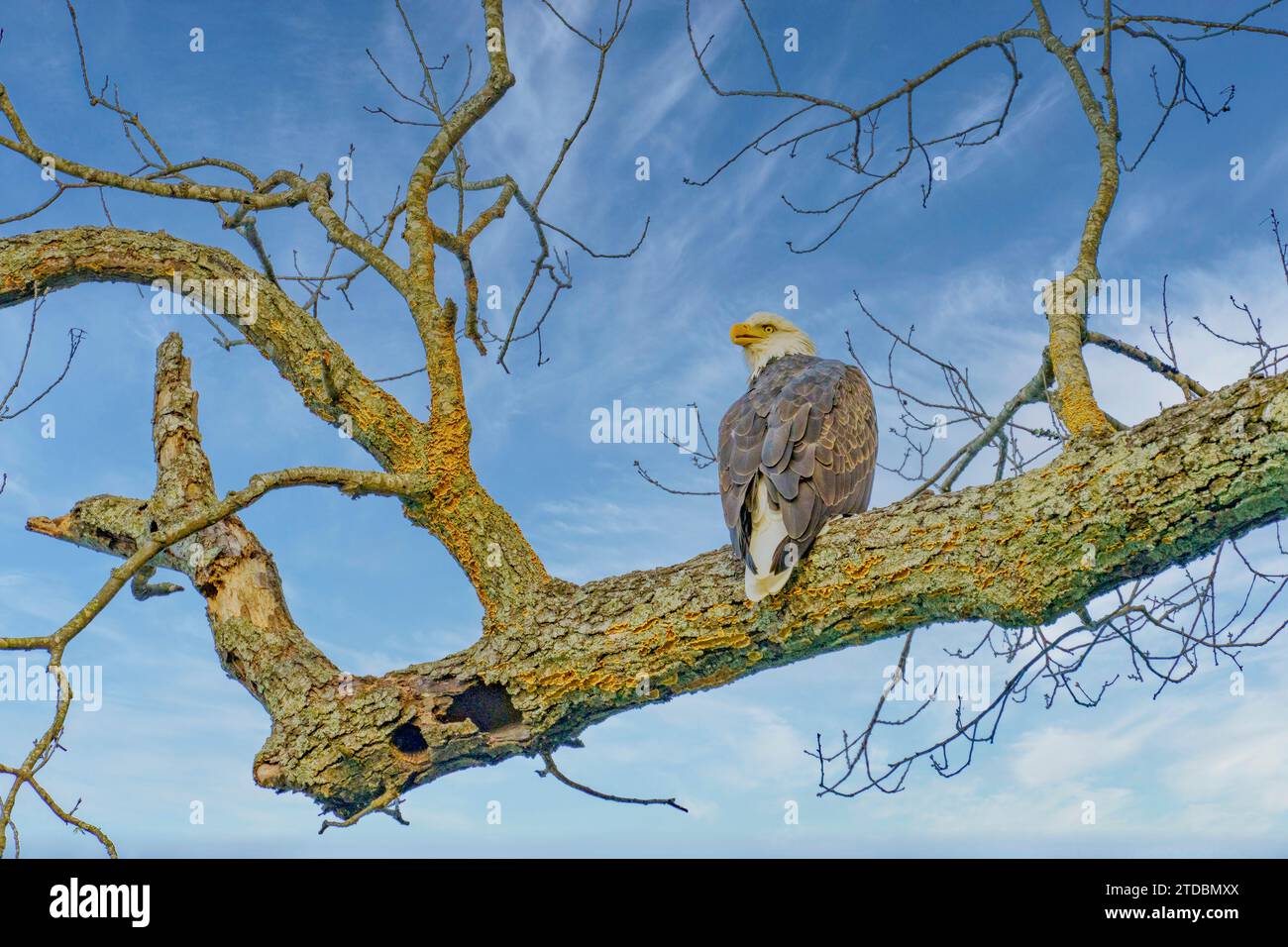Bald eagle roosts in tree by the Cumberland River running through Fort ...