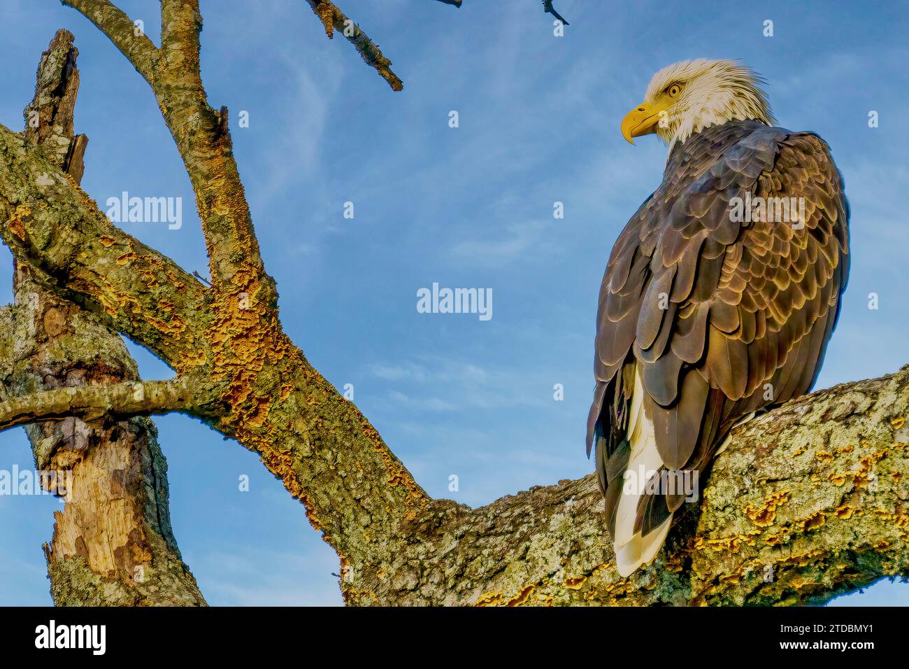 Bald eagle roosts in tree by the Cumberland River running through Fort ...