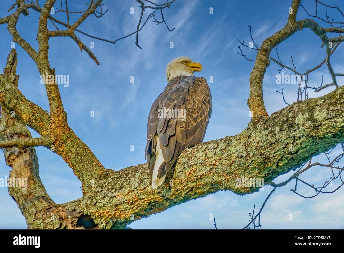 Bald eagle roosts in tree by the Cumberland River running through Fort ...