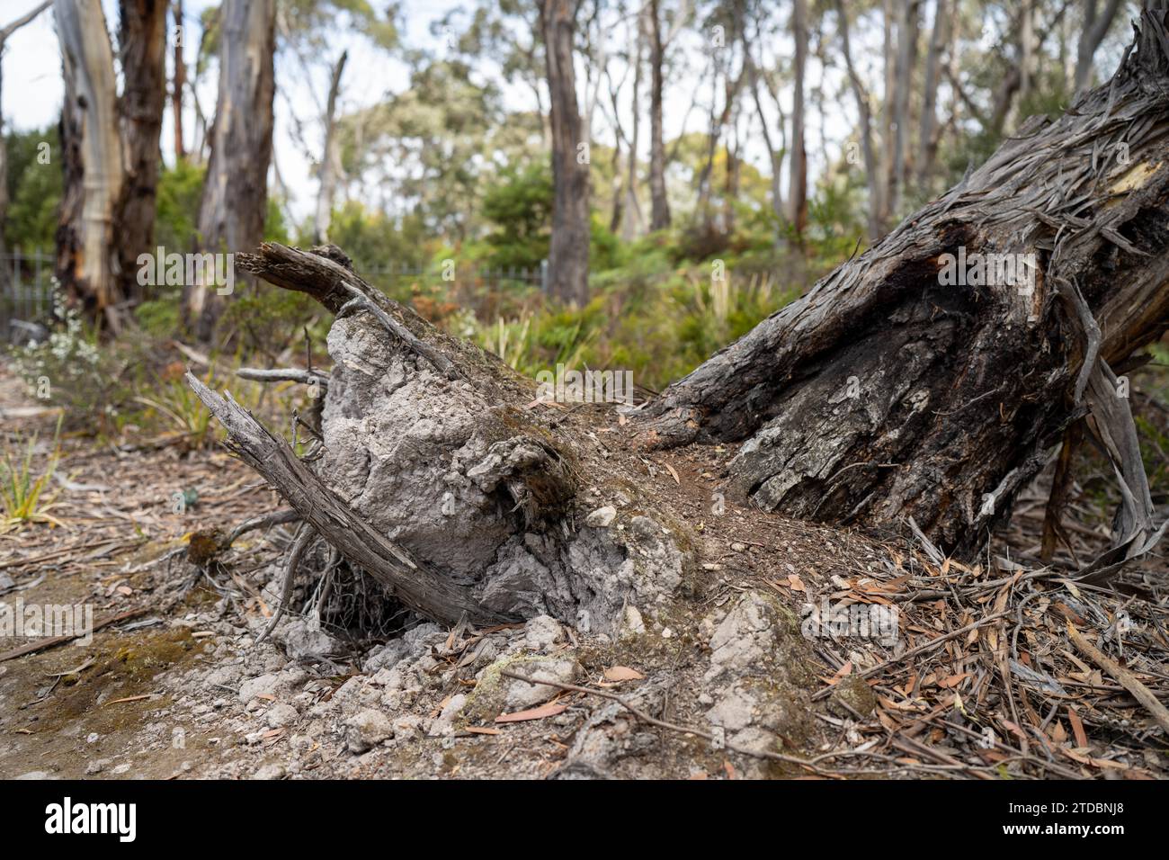 tree roots exposed in soil Stock Photo - Alamy