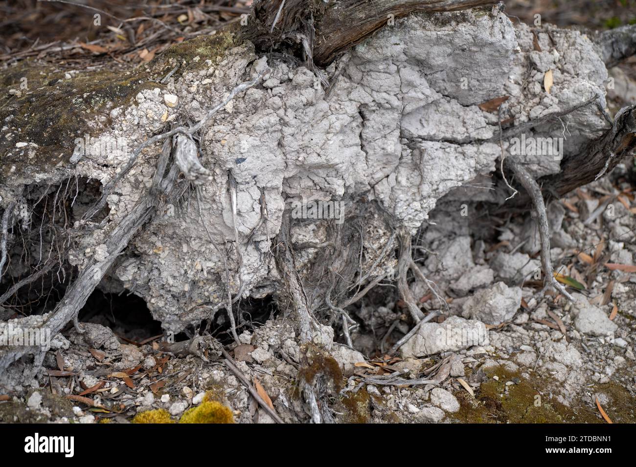 tree roots exposed in soil Stock Photo - Alamy