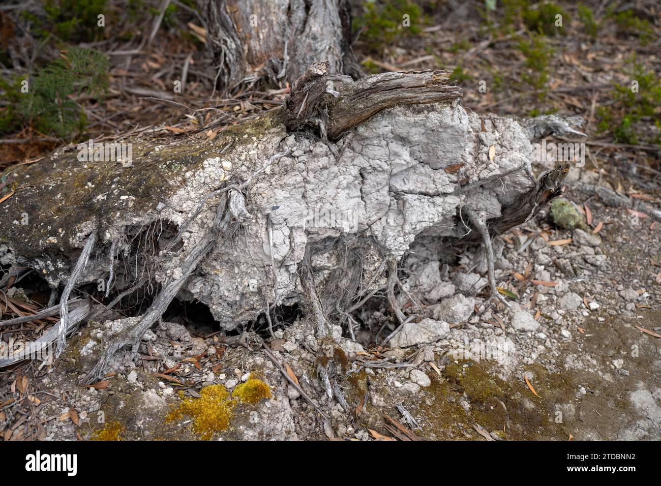 tree roots exposed in soil Stock Photo - Alamy