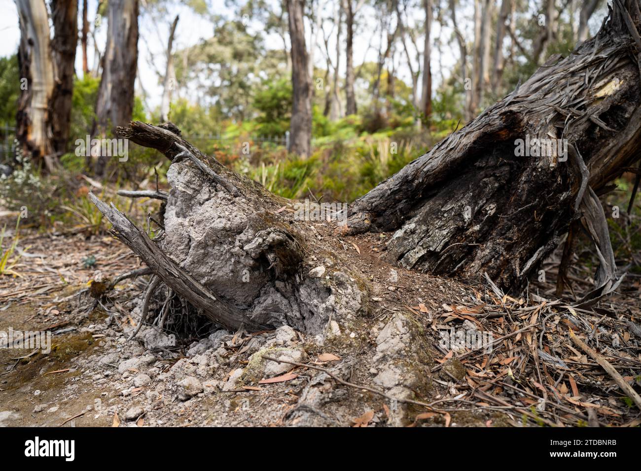 tree roots exposed in soil Stock Photo - Alamy