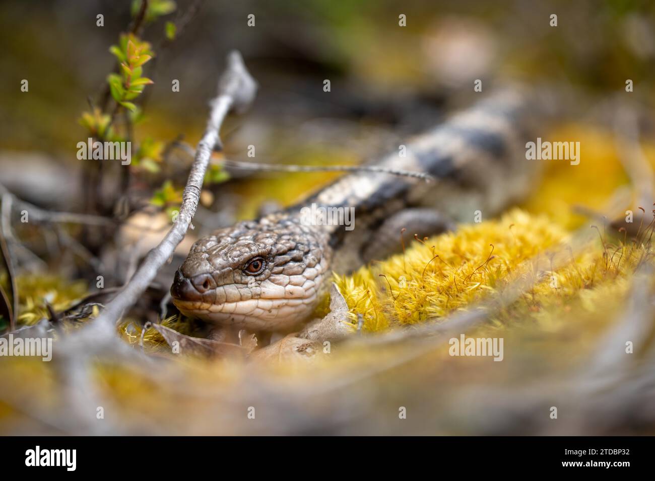 blue tongue lizard in tasmania australia Stock Photo - Alamy