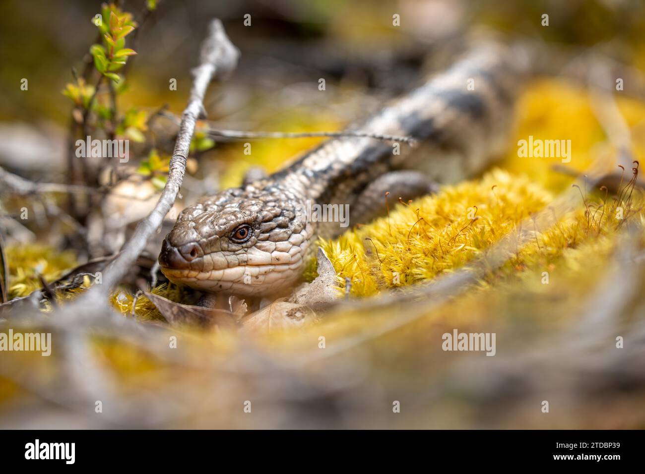 blue tongue lizard in tasmania australia Stock Photo - Alamy