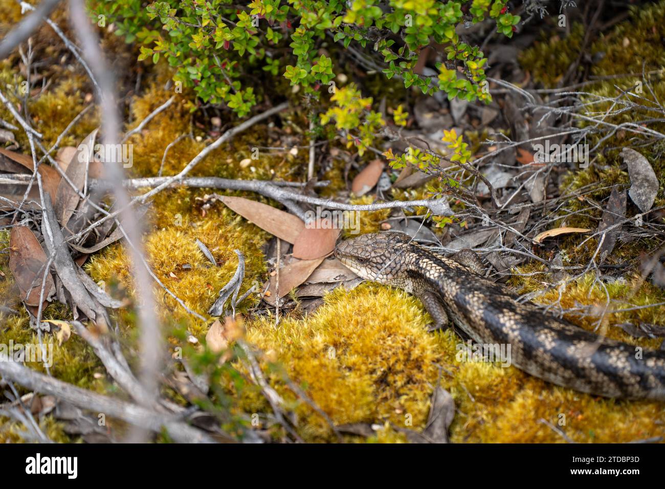 blue tongue lizard in tasmania australia Stock Photo - Alamy
