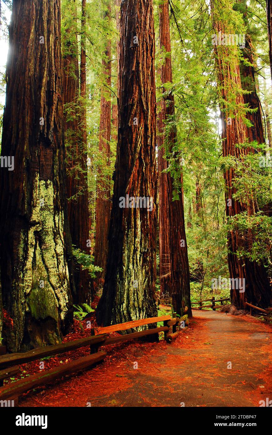 Towering redwood trees line a footpath in Muir Woods, California Stock ...