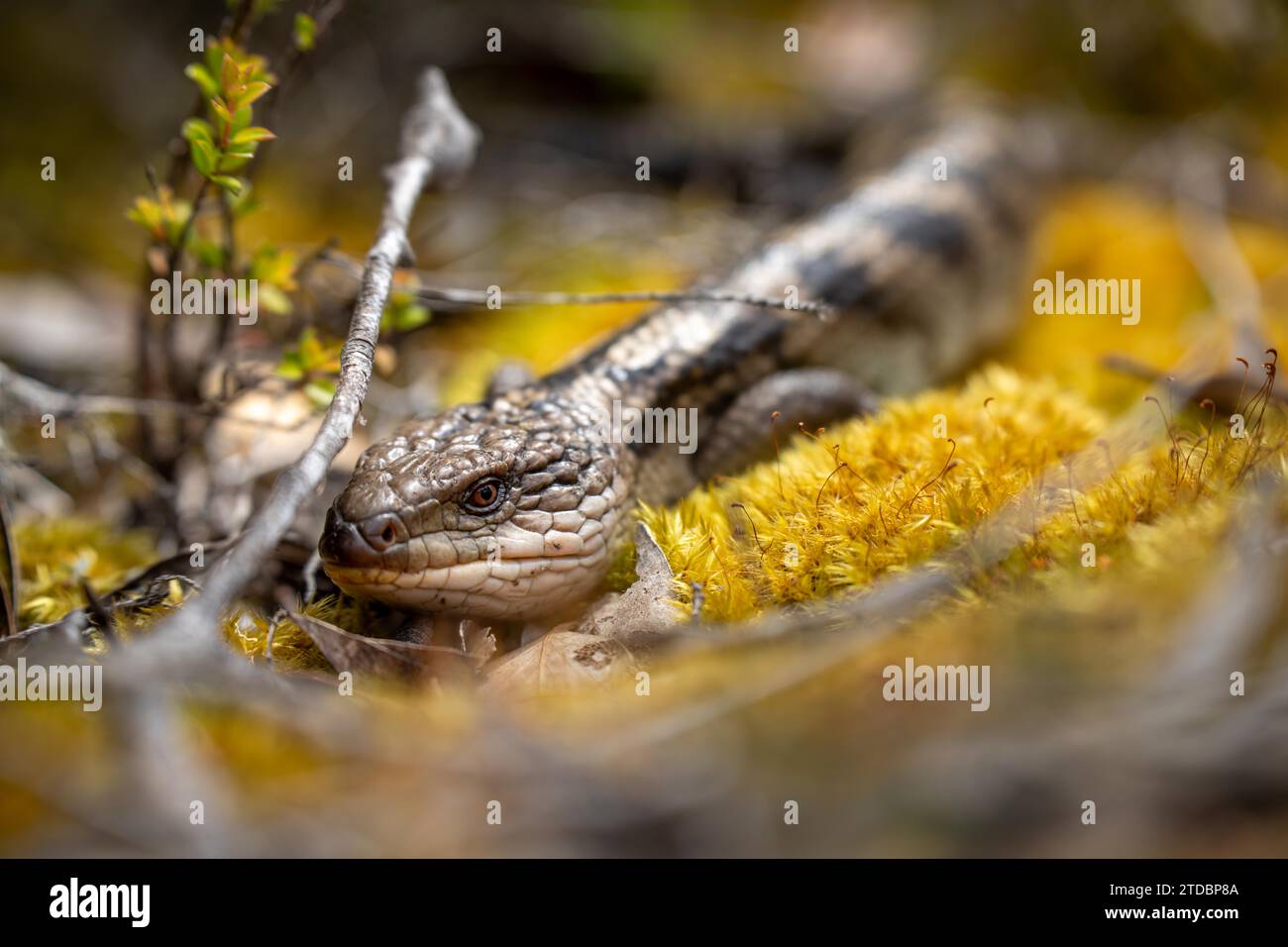 blue tongue lizard in tasmania australia Stock Photo - Alamy