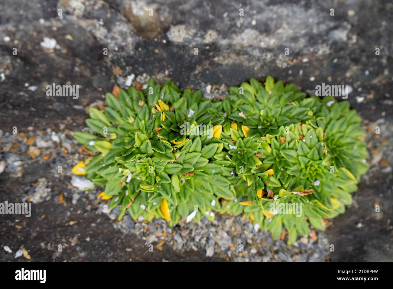 native australian plants with flowers from the beach and sand. bush ...