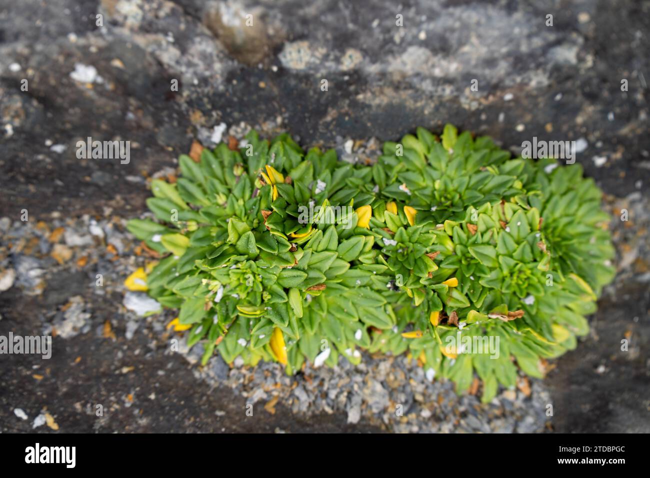 native australian plants with flowers from the beach and sand. bush ...