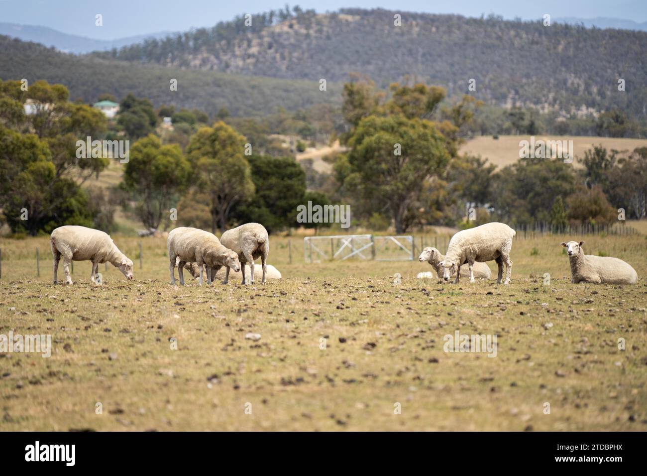 Agricultural farm practicing regenerative farmer, with sheep grazing in ...